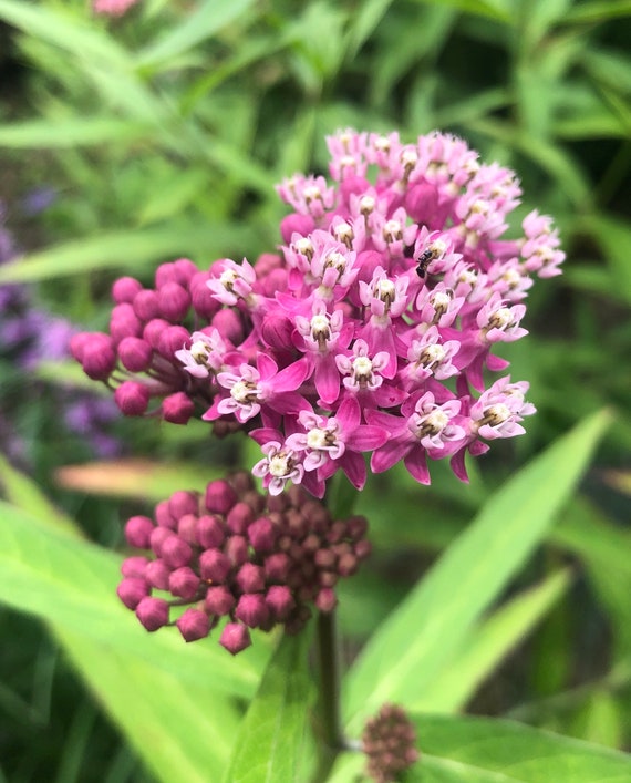 Pink Milkweed Seeds - Etsy