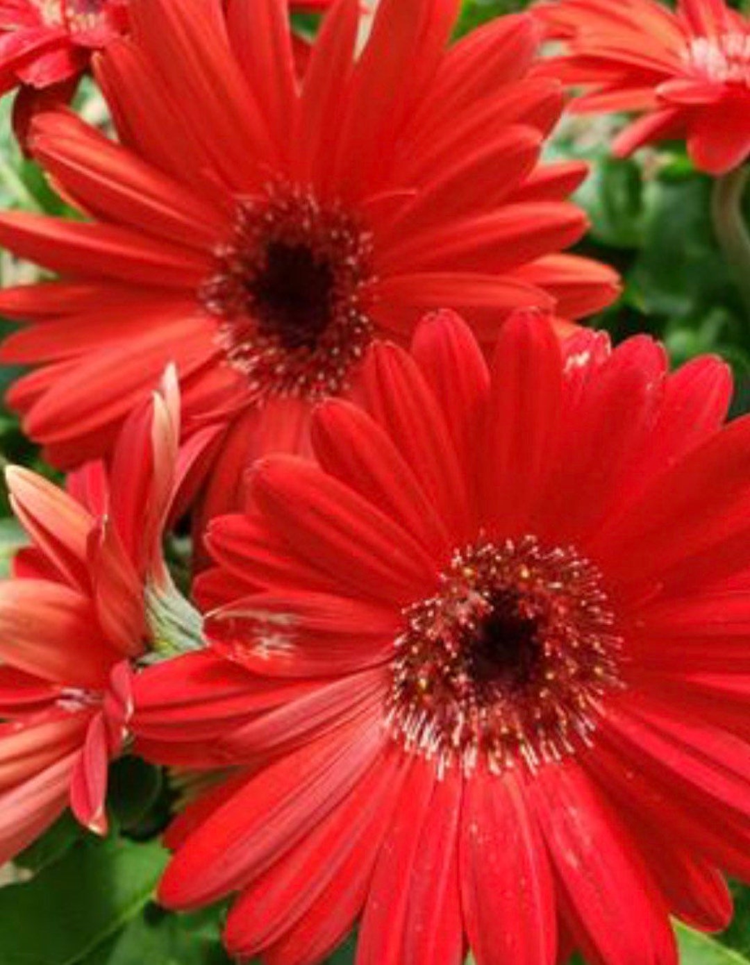 Royal Red Gerber Daisy Seeds - Etsy