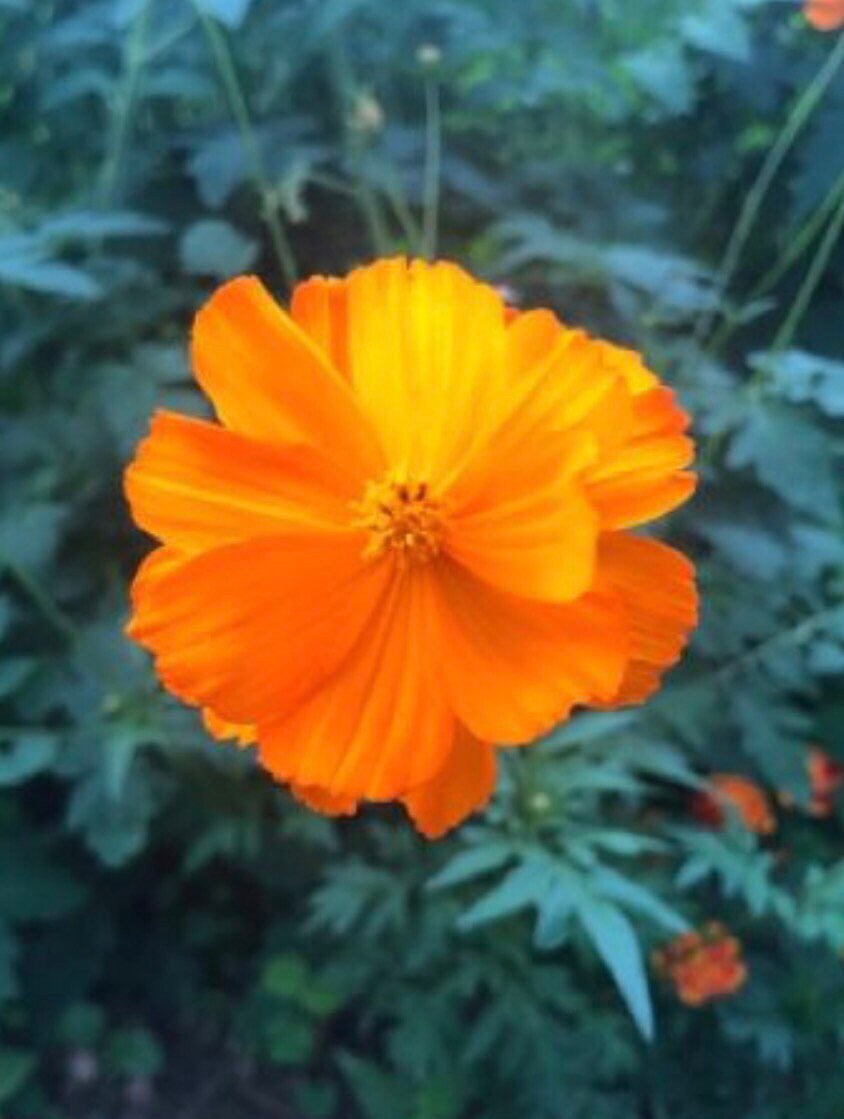 Orange Cosmo Seeds | Etsy