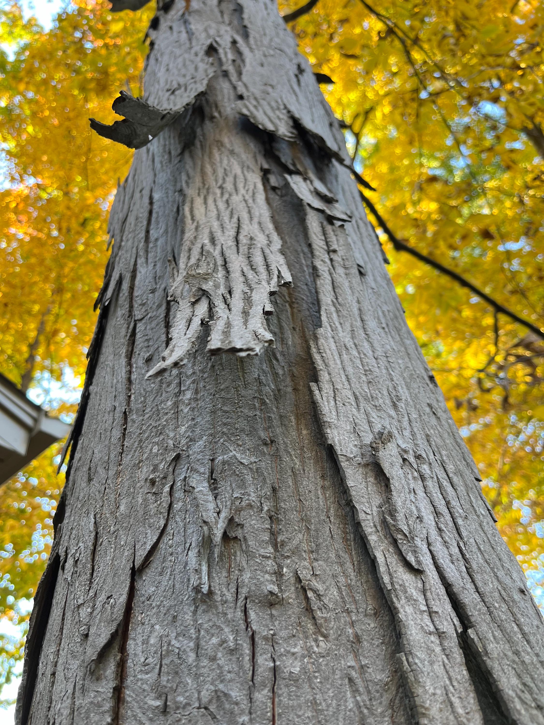 Shagbark Hickory Tree Seeds - Etsy