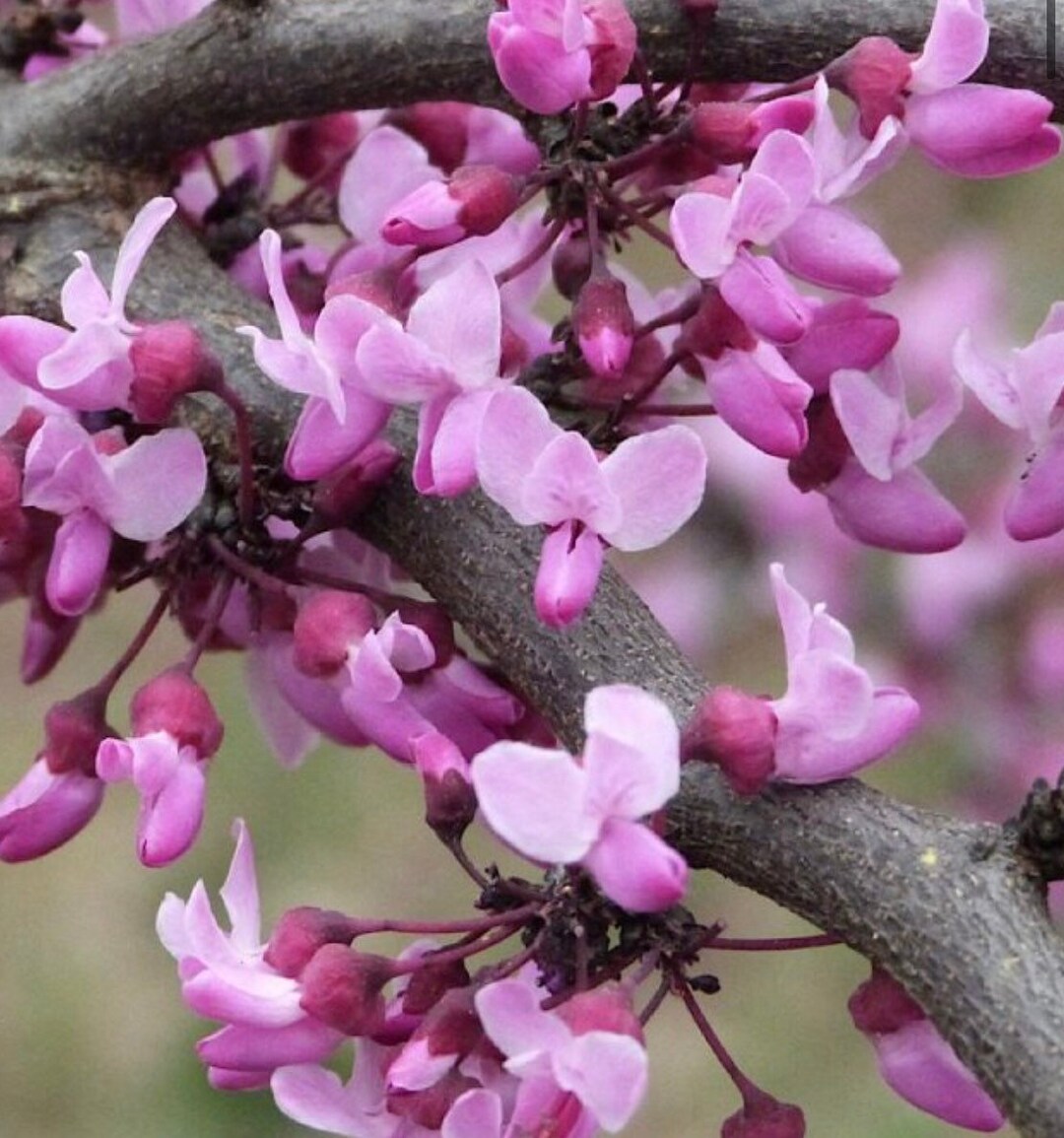 Redbud Tree Seeds - Etsy