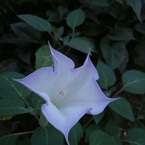 Moonflower Lavender Moon Flower Vine Seeds 20 - Etsy