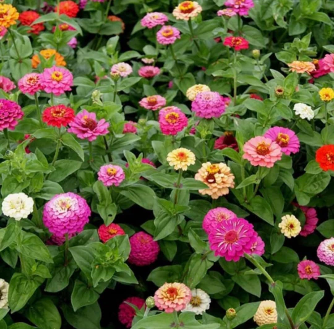Mixed Zinnia Seeds - Etsy