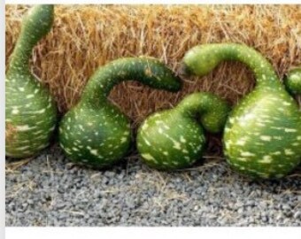 Large Goose Gourd, One Large Swan Gourd, Gooseneck Gourd - Etsy