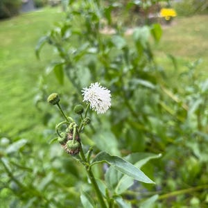 Senegal Tea Snowball Bog Seeds - Etsy