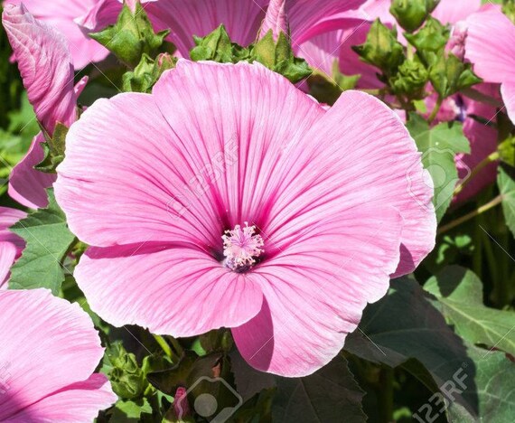 Pink Mallow Swamp Mallow Seeds - Etsy