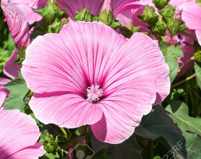 Pink Mallow, Swamp Mallow Seeds - Etsy