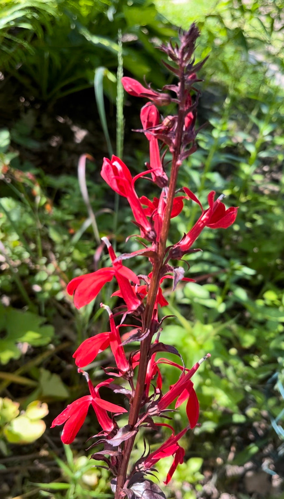 Red Cardinal Flower Seeds - Etsy