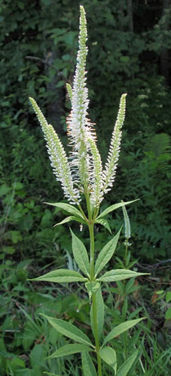 Culvers Root Seeds | Etsy