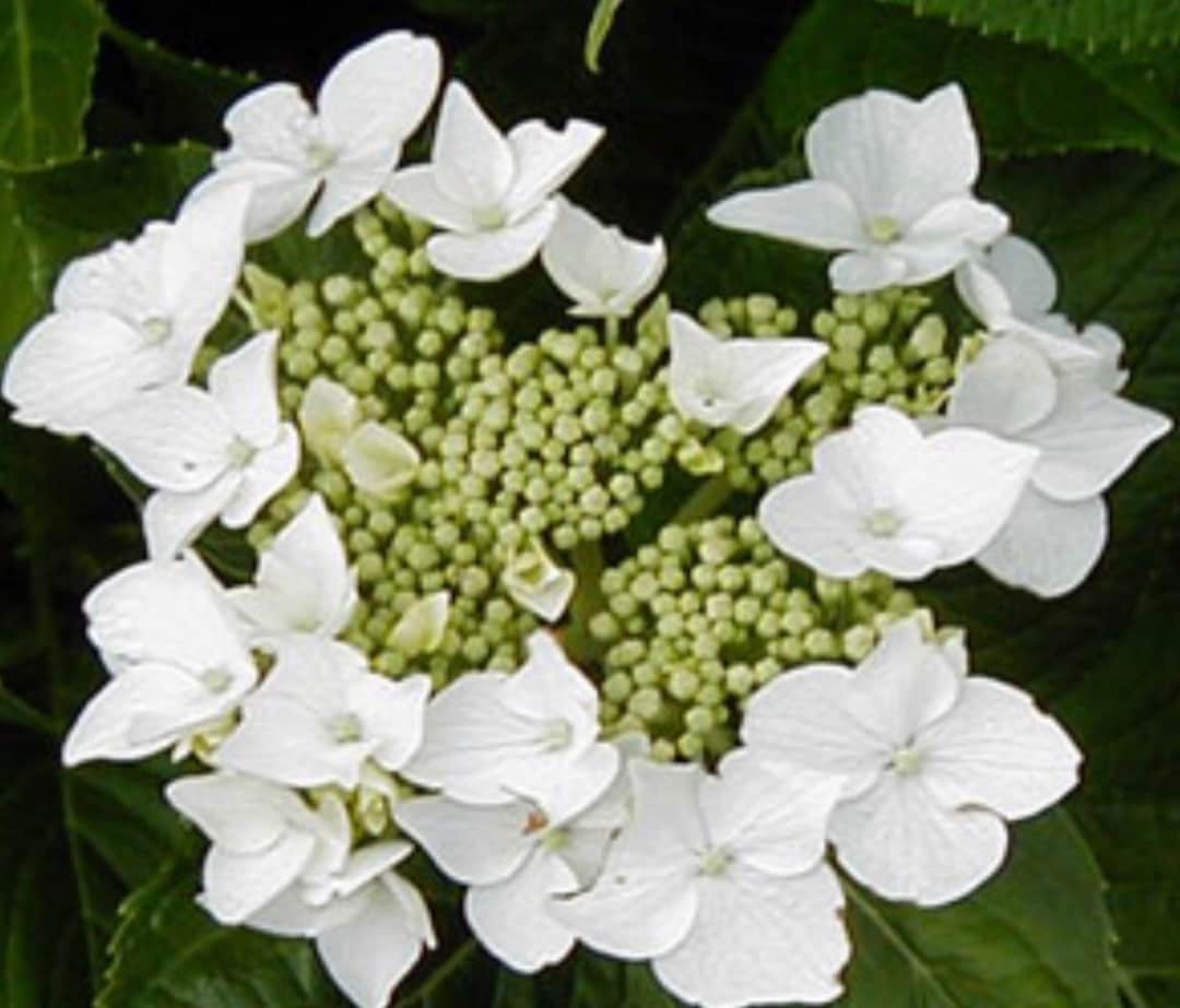 Lace Cap Hydrangea Seeds - Etsy