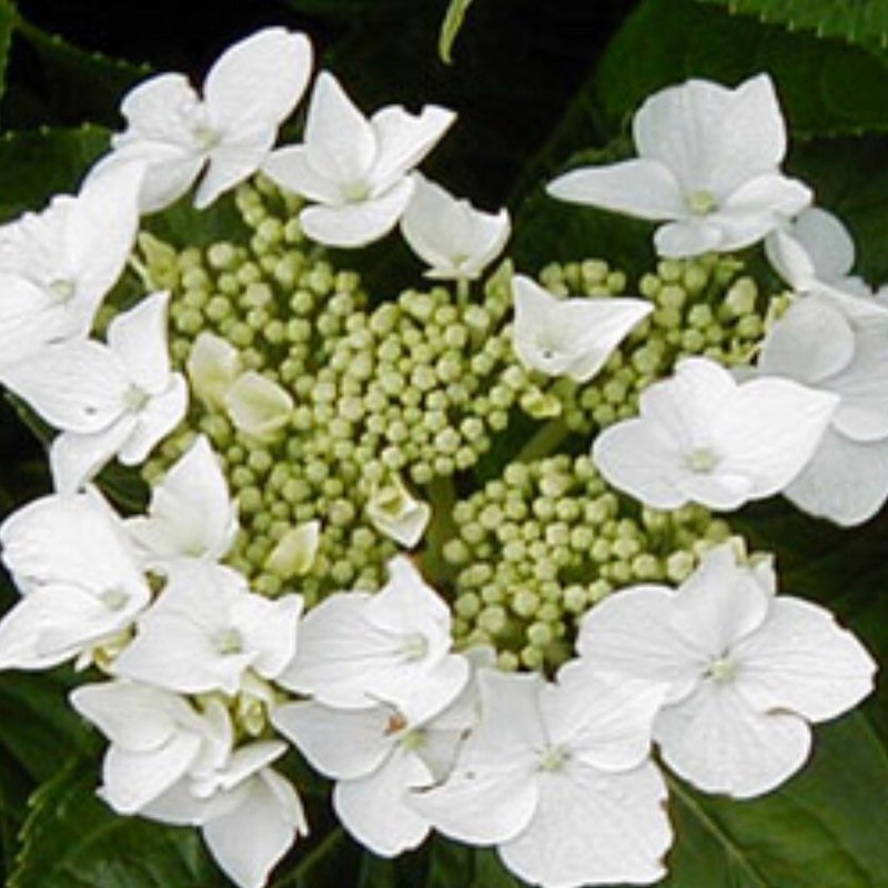 Hydrangea Seeds - Etsy