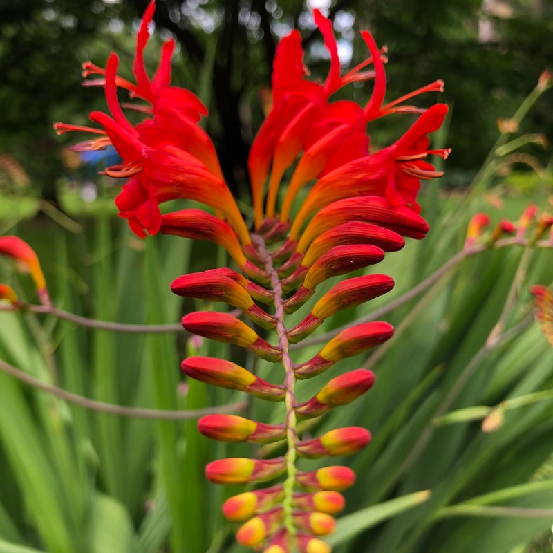 Lucifer Plant - Etsy