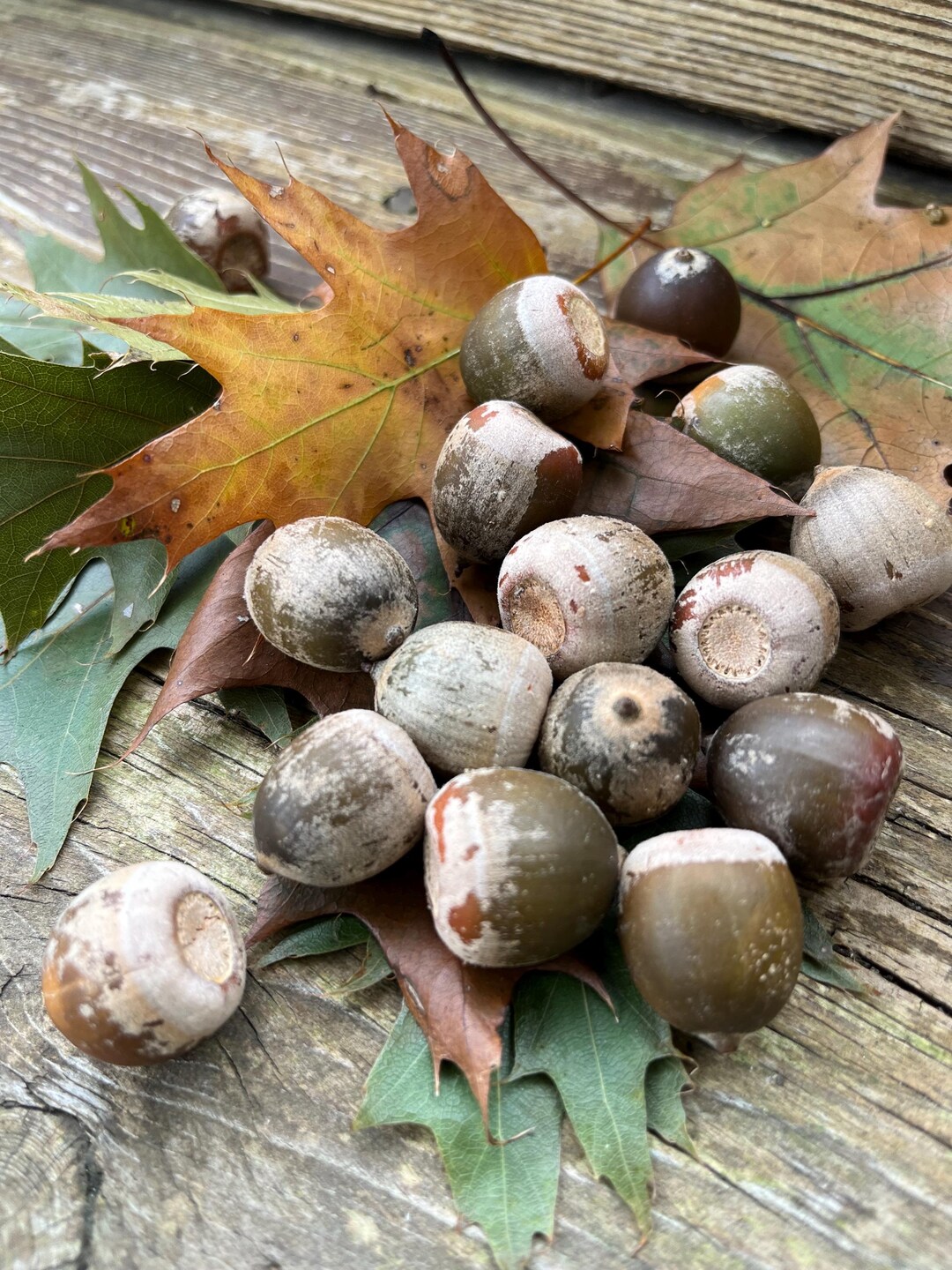 Red Oak Acorns - Etsy