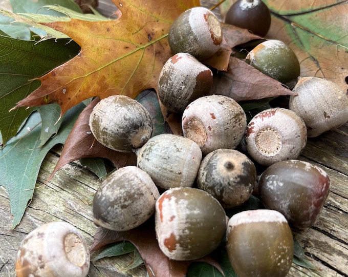 Red Oak Acorns - Etsy