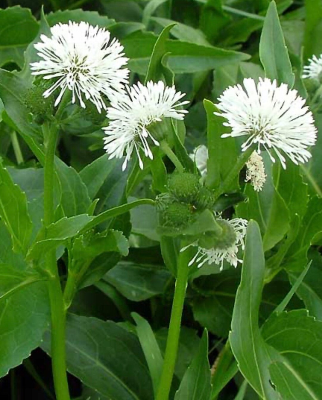 Senegal Tea Snowball Bog Seeds - Etsy