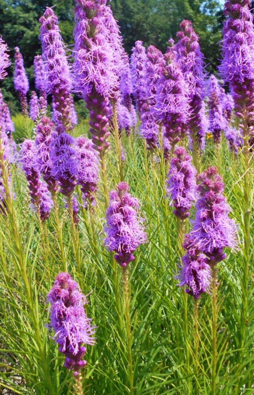 Liatris Blazing Star Seeds - Etsy