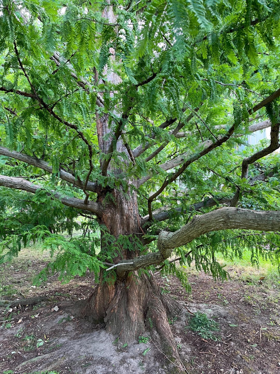 Redwood Tree Seeds - Etsy
