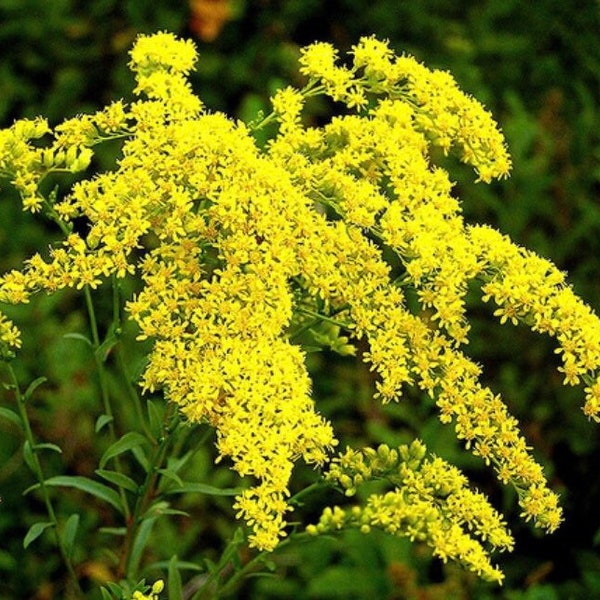 Goldenrod Flowers - Etsy