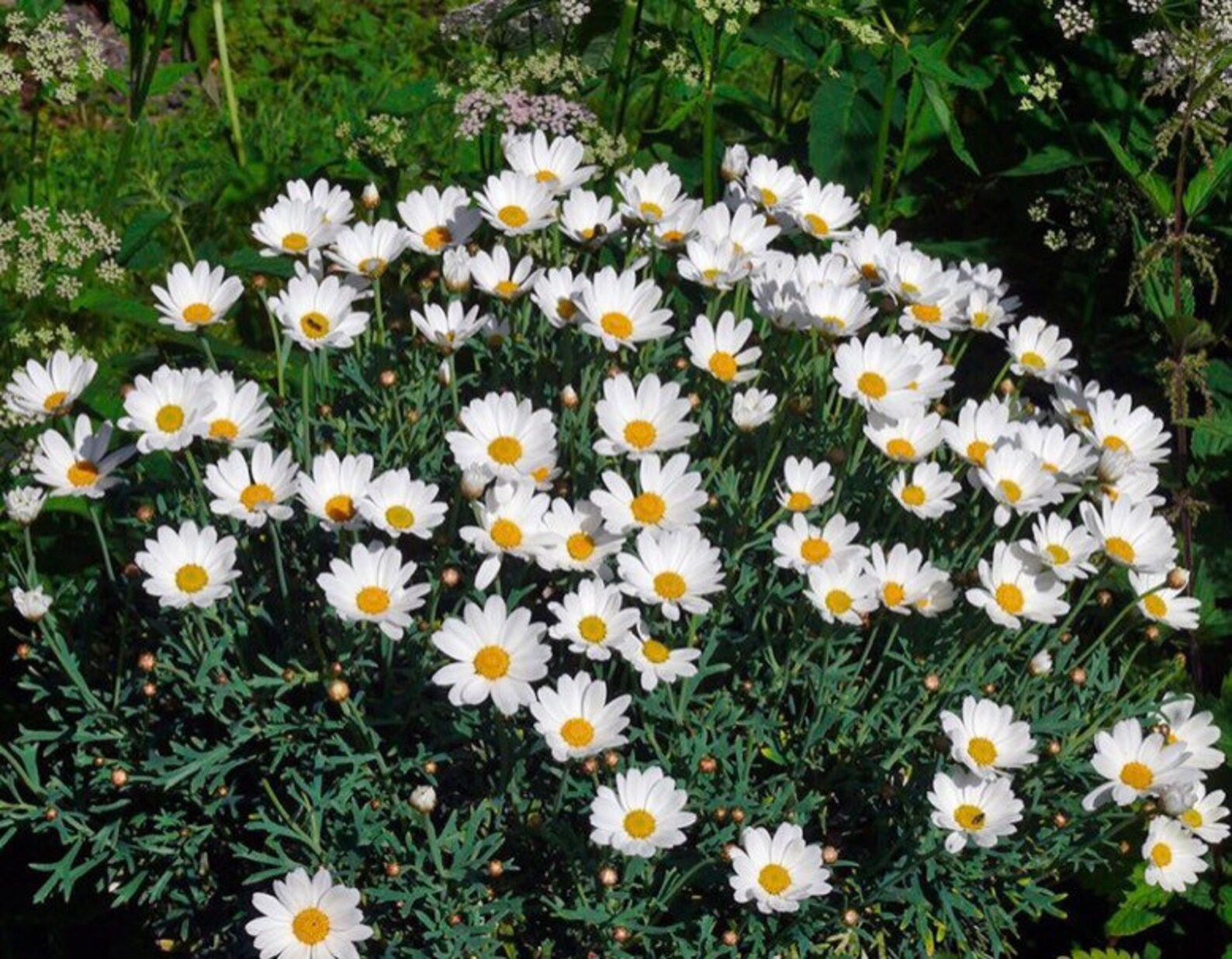 Oxe Eye Daisy Seeds | Etsy