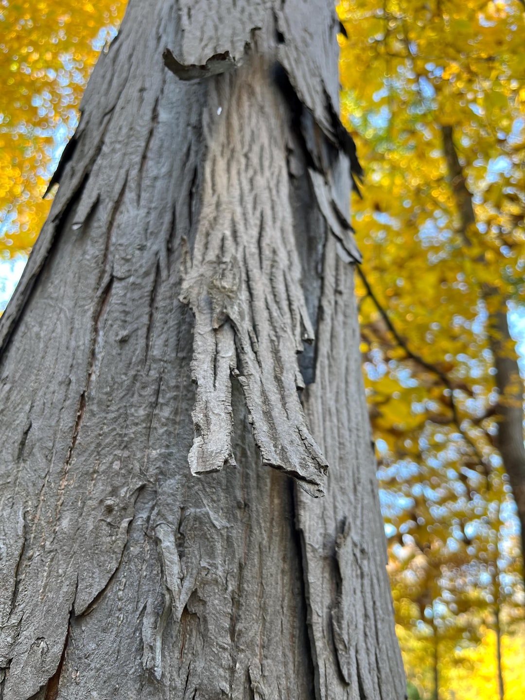 Shagbark Hickory Tree Seeds - Etsy