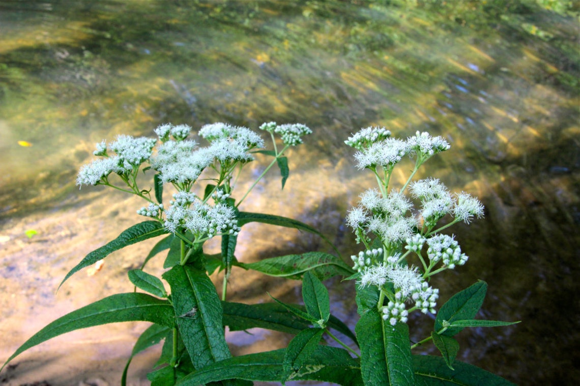 Boneset Seeds - Etsy