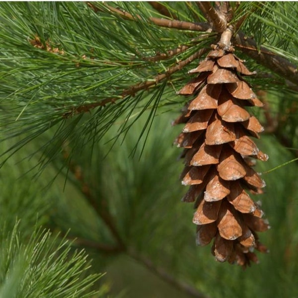 Pine Tree Seeds - Etsy