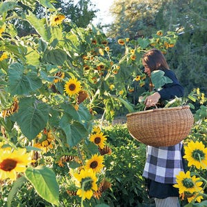 Farm & Folk Quilt Alchemy- Guide to Natural Dyeing and Making Heirloom ...