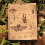 Nature Illustrated Dnd Character Sheet Printable 5e - Etsy Canada