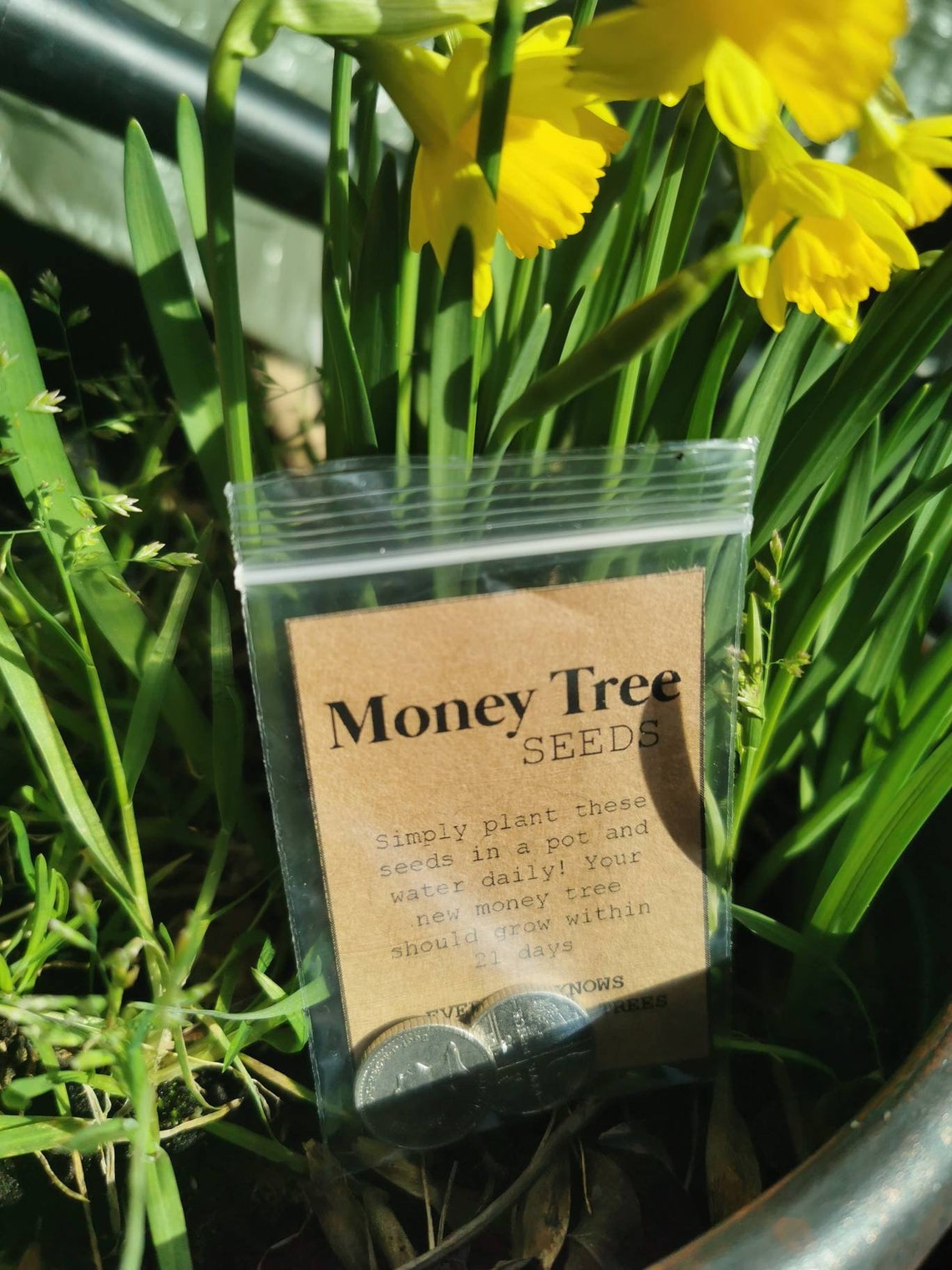 Money tree seeds joke gift funny gift birthdaycard gift | Etsy