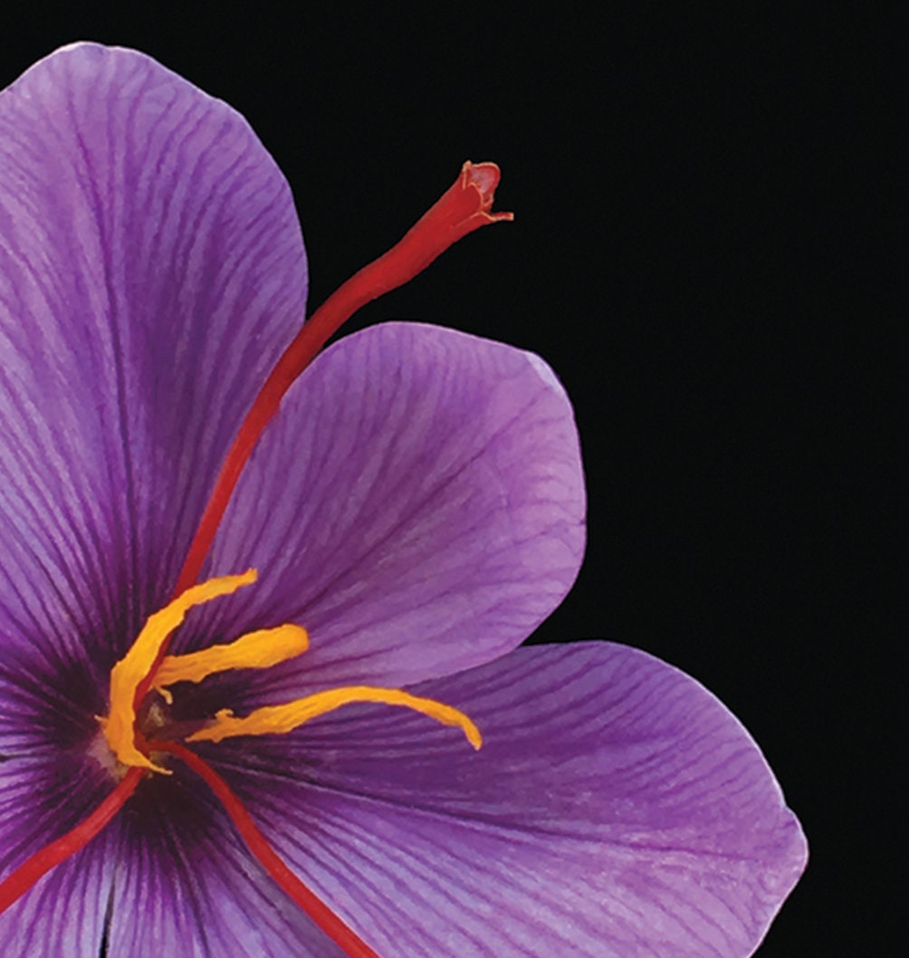 Saffron Flower Giclee Print Saffron Spice Photo Edible Plant Herbalism ...