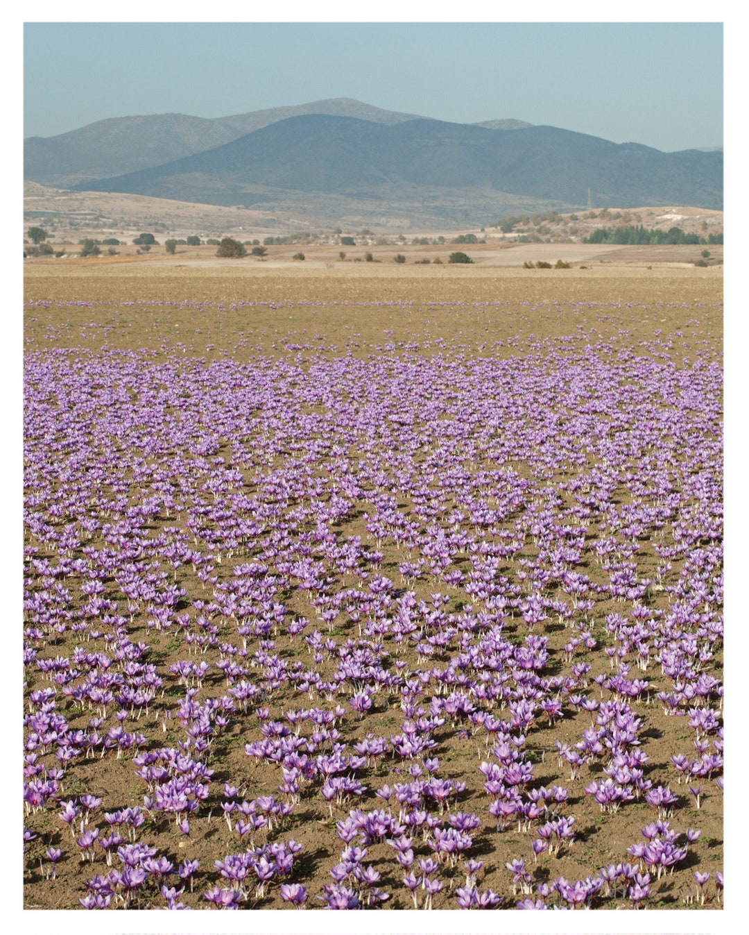 Greece Landscape With Saffron Flowers Photo Saffron Spice Giclee Print ...