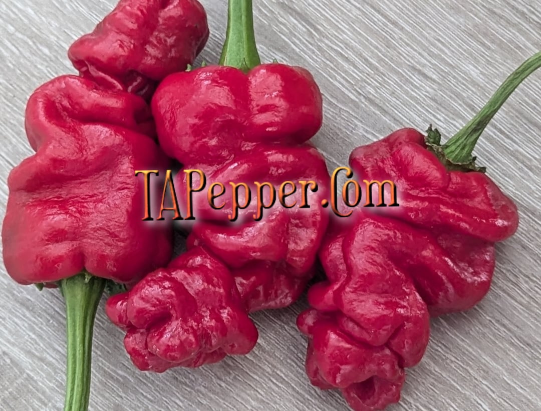 15+ Zou-pi Pepper Seeds - Padded Envelope Shipping, Tracking Number ...