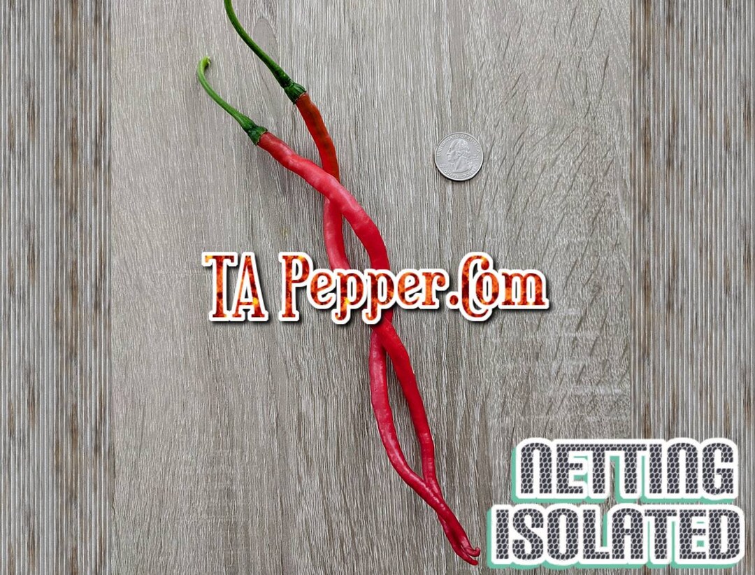 15+ Thunder Mountain Longhorn Pepper Seeds Isolated-padded Envelope ...