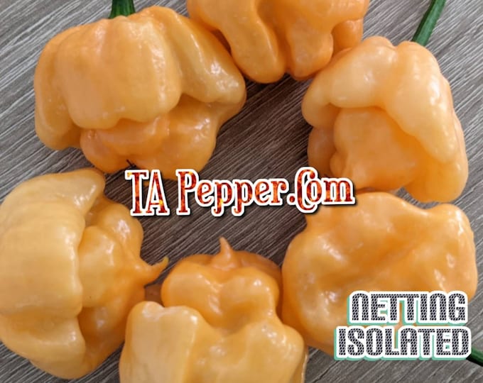 Bahamian Goat Pepper Seeds - Etsy