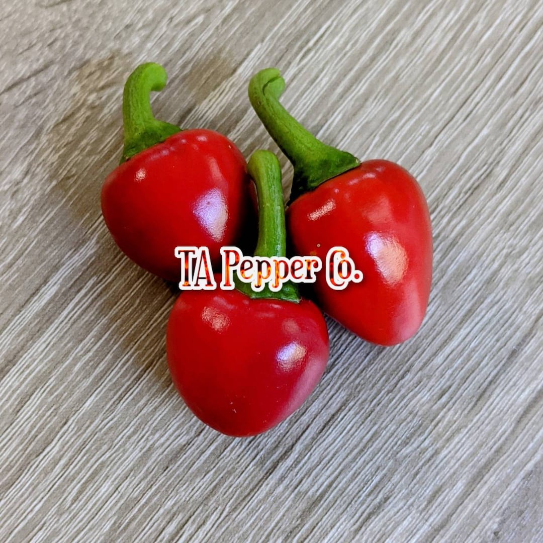 20+ Hot Cherry Pepper Seeds -tapeppercom -padded Envelope Shipping ...