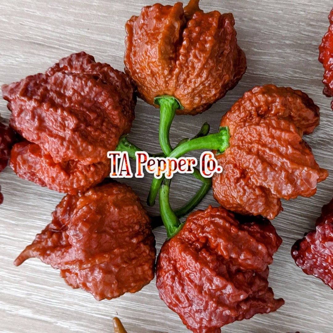 20+ 7 Pot Chocolate Pepper Seeds -tapeppercom 7pot -padded Envelope ...