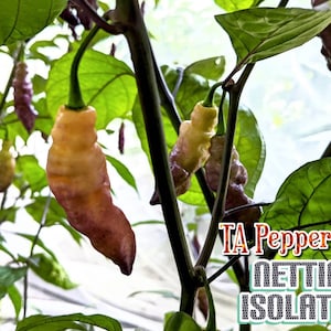 15+ Pink Tiger Pepper Seeds -isolated -padded Envelope Shipping ...