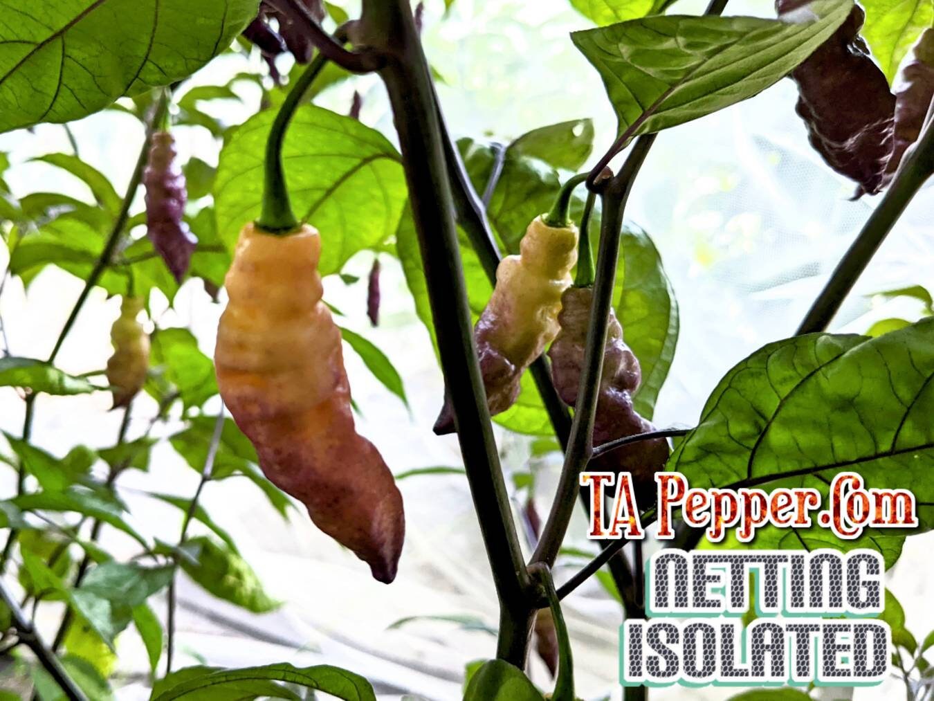 15 Pink Tiger Pepper Seeds isolated padded Envelope - Etsy