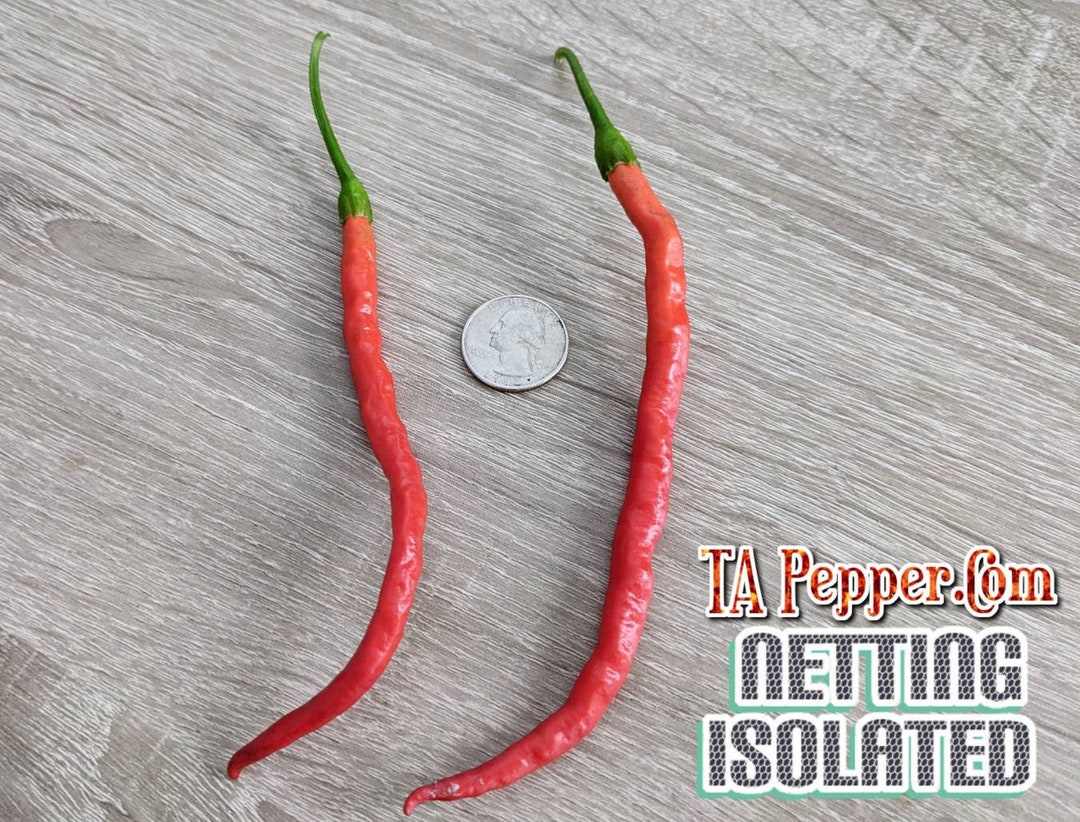 15+ Himo Togarashi Pepper Seeds -isolated- Padded Envelope Shipping ...