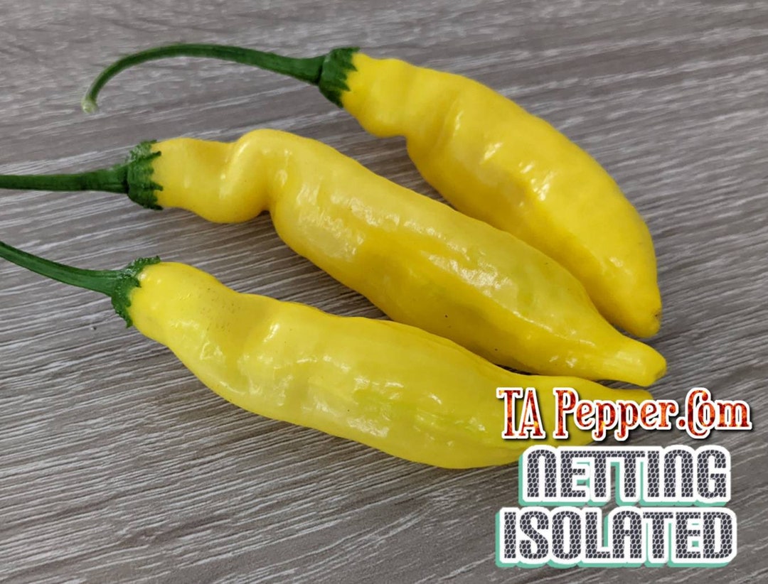 15 Lemon Drop Pepper Seeds isolated-padded Envelope - Etsy