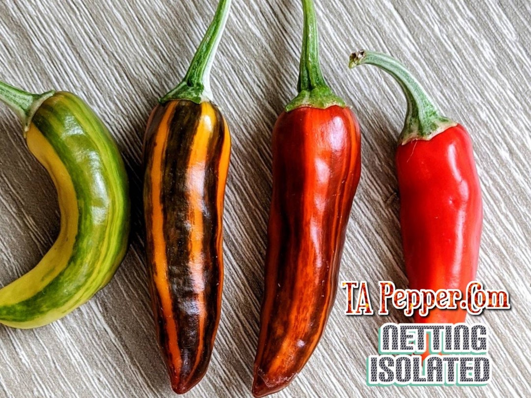 15+ Fish Pepper Seeds -isolated-padded Envelope Shipping, Tracking ...