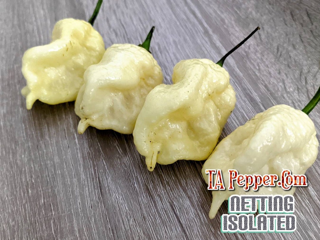 20+ Large White Moruga Scorpion Pepper Seeds -tapeppercom-padded ...