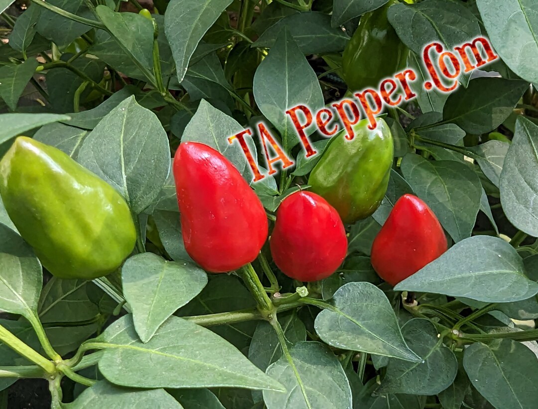 25+ Dundicut Pepper Seeds -isolated -padded Envelope Shipping, Tracking ...