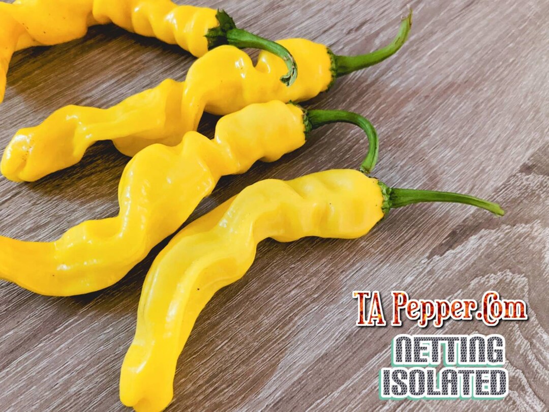 15+ Yellow Peter Pepper Seeds -tapeppercom -padded Envelope Shipping ...