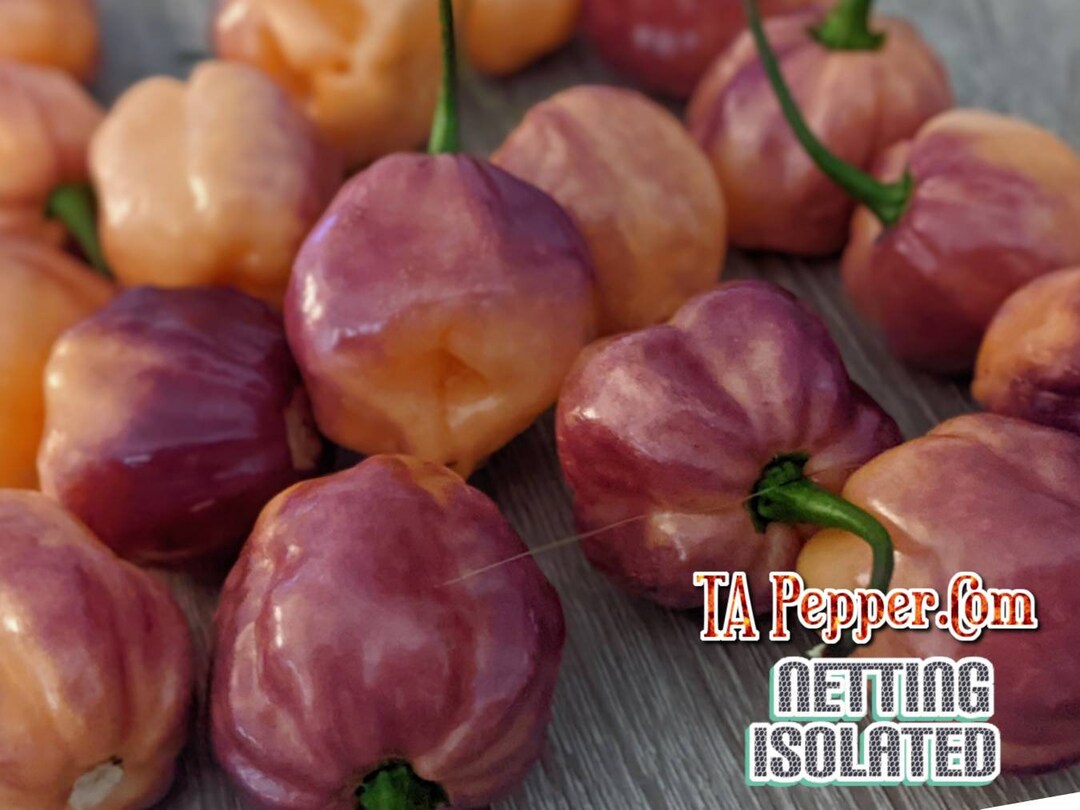 15+ CGN 21500 Isolated Pepper Seeds -sunset Peach -padded Envelope ...