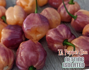 Sunset Peach CGN 21500 Hot Pepper Premium Seed Packet More - Etsy