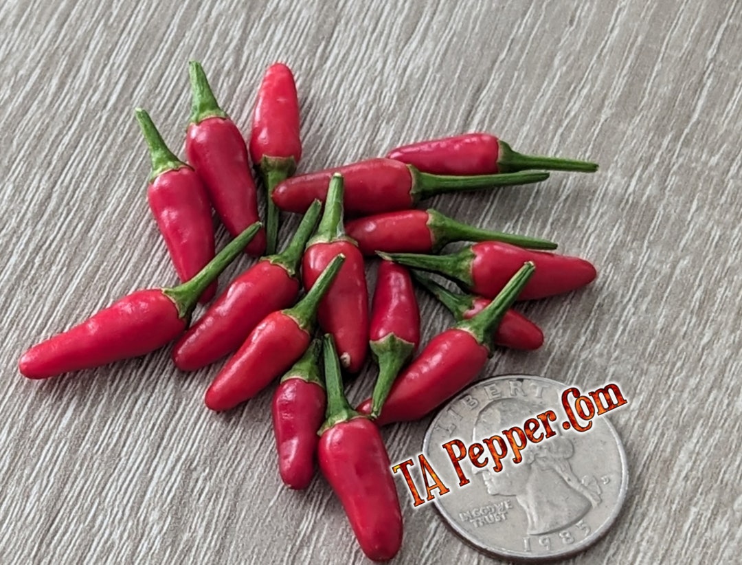 15+ Dwarf Thai Pepper Seeds -tapeppercom-padded Envelope Shipping ...