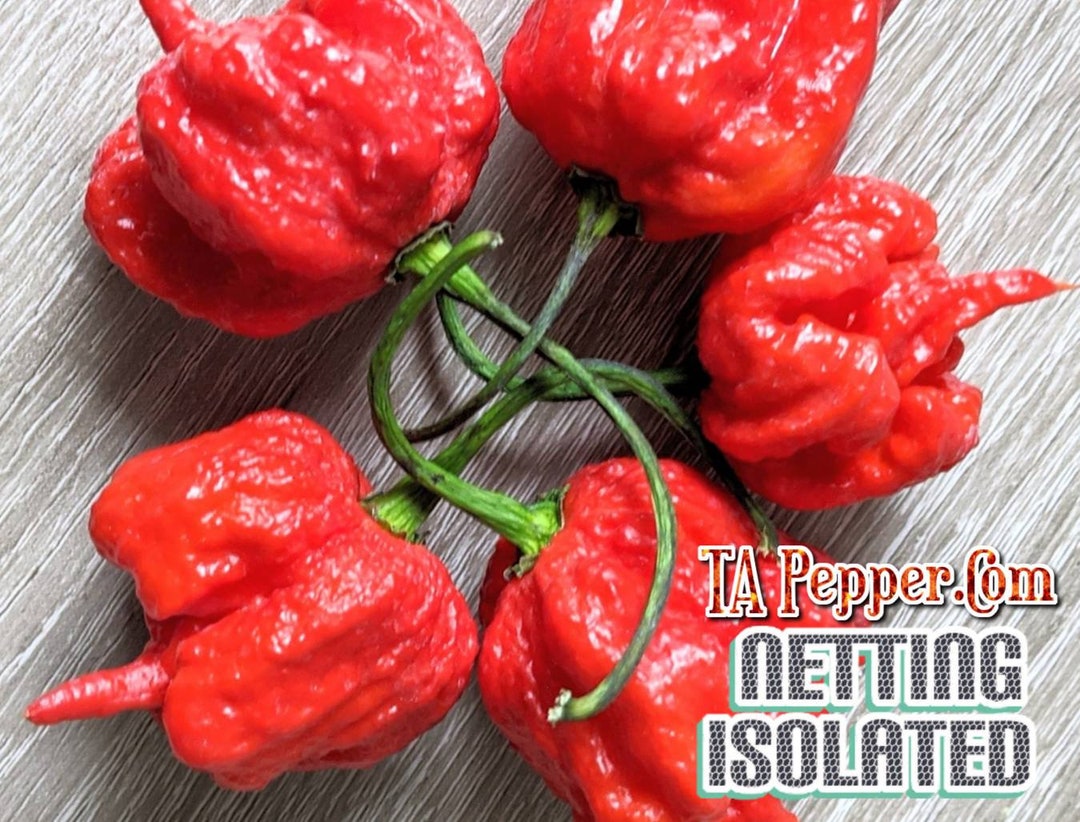 15 7 Pot Primo Red Seeds isolated Padded Envelope Shipping, Tracking ...
