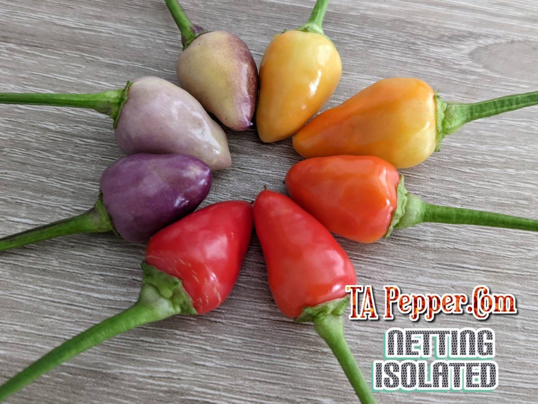15 Bolivian Rainbow Pepper Seeds isolated padded Envelope - Etsy