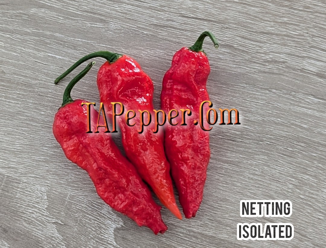 15+ Dorset Naga Pepper Seeds- Isolated -tapeppercom -padded Envelope ...